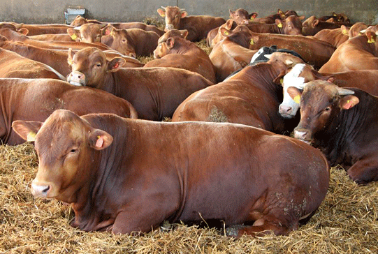 D&P Custom Feeding | Beef Cattle Licensed Finishing Unit